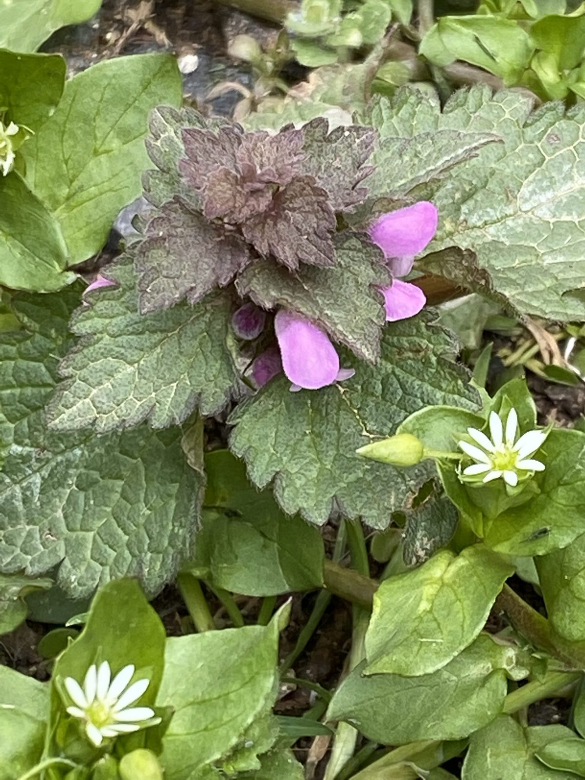 Early Parsley