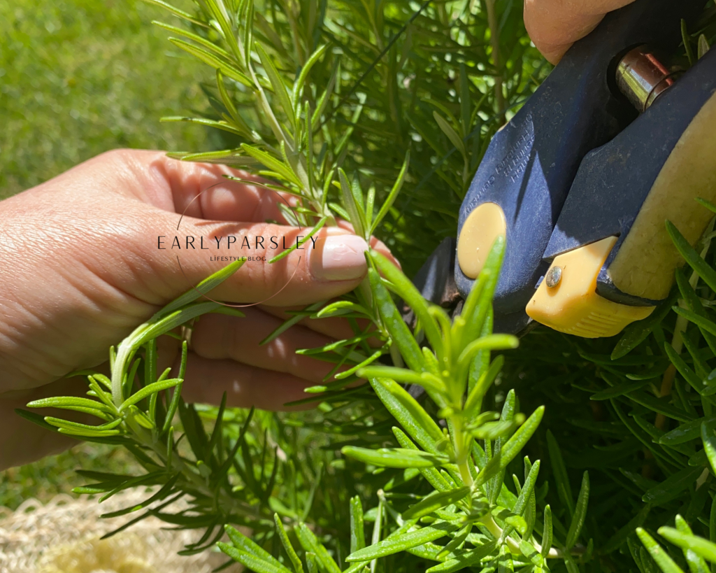 Biberiye (rosemarin) bitkisi – EarlyParsley.com